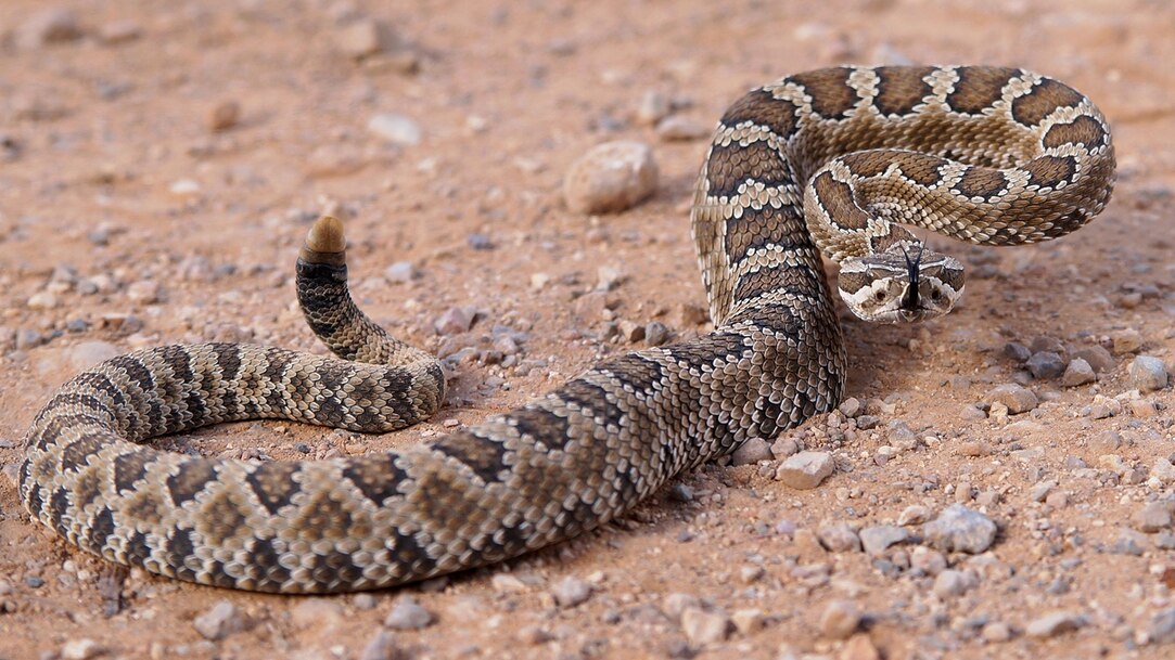 Rattlesnake Head Top View Genetic Research On Highly Venomous Tiger
