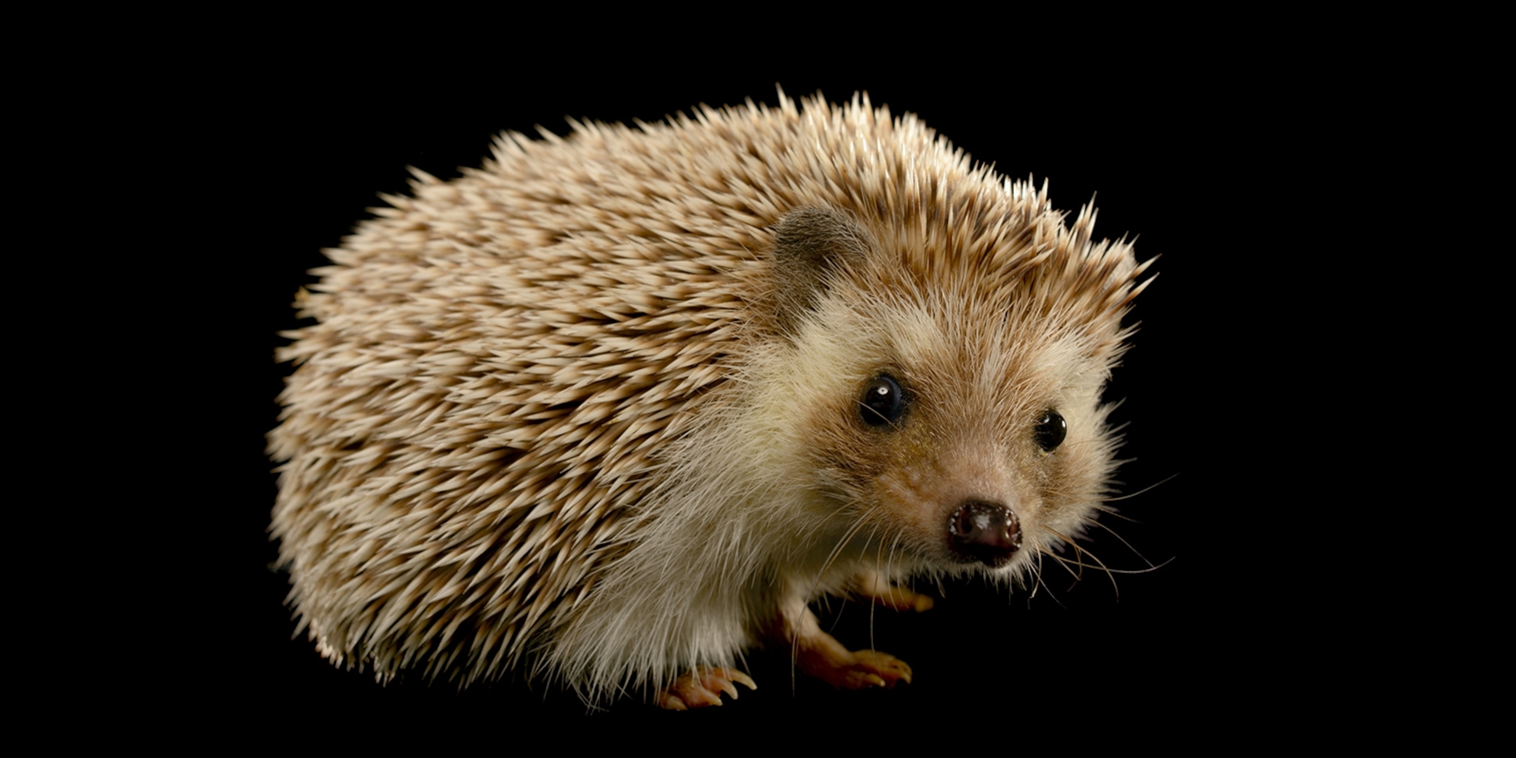 North American Hedgehog