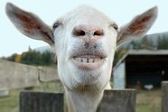 Funny Faces Of Animals The Wild True Stories Behind The 21 Funniest Funny Faces Of Animals The Wild True Stories Behind The 21 Funniest