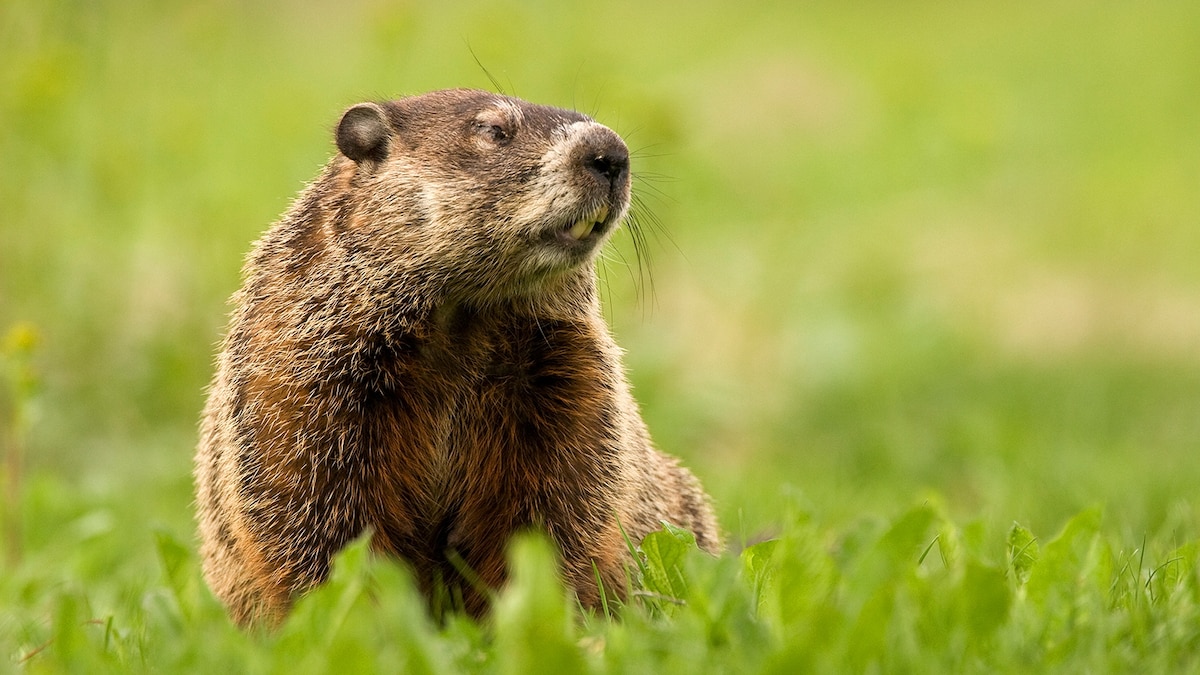 Groundhog Photos And Facts groundhog-photos-and-facts