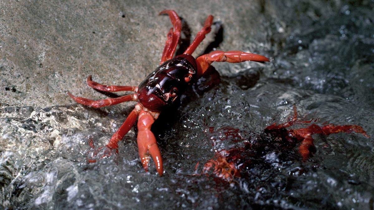 Christmas Island Red Crab