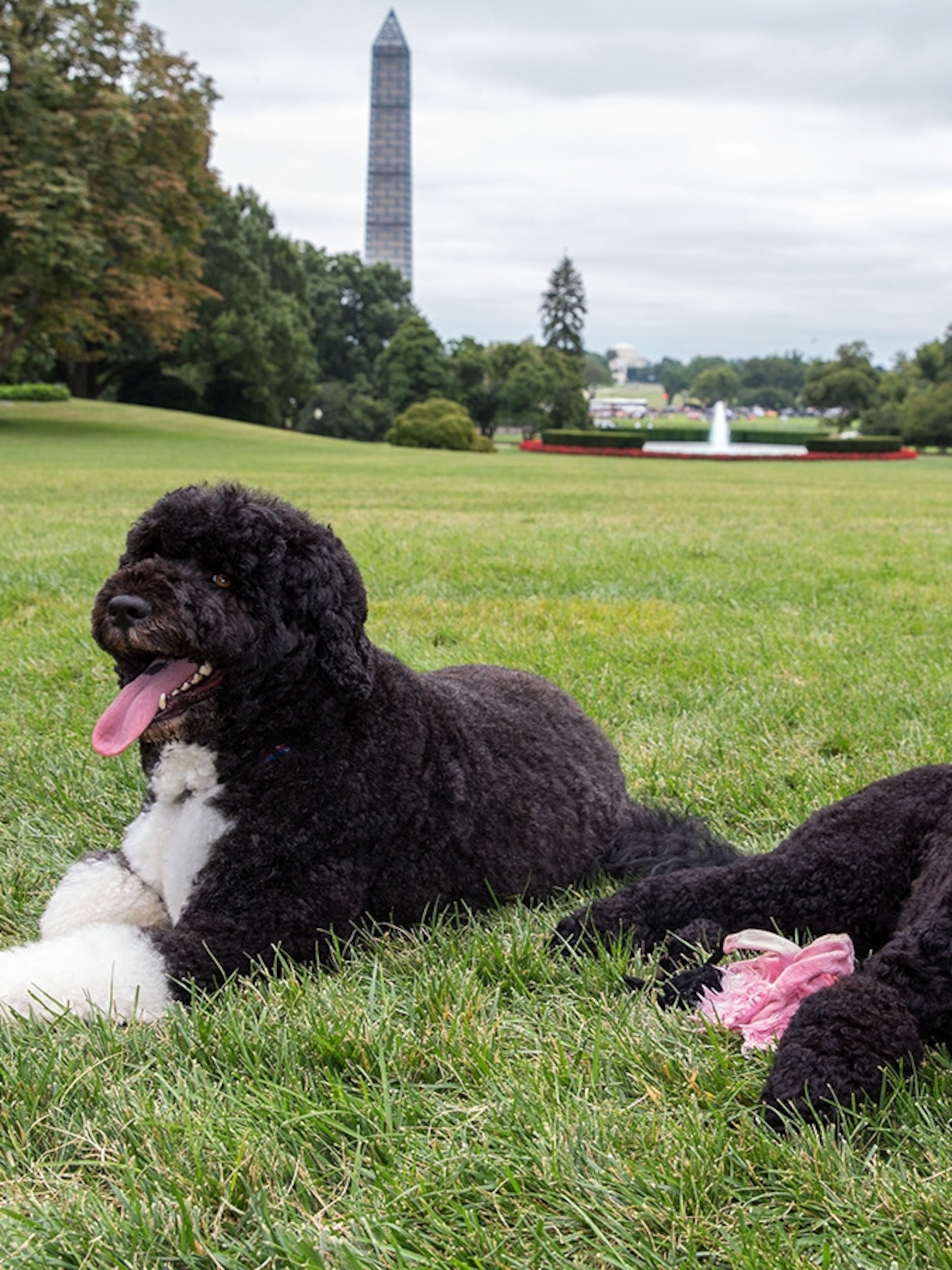White House Obama Dog