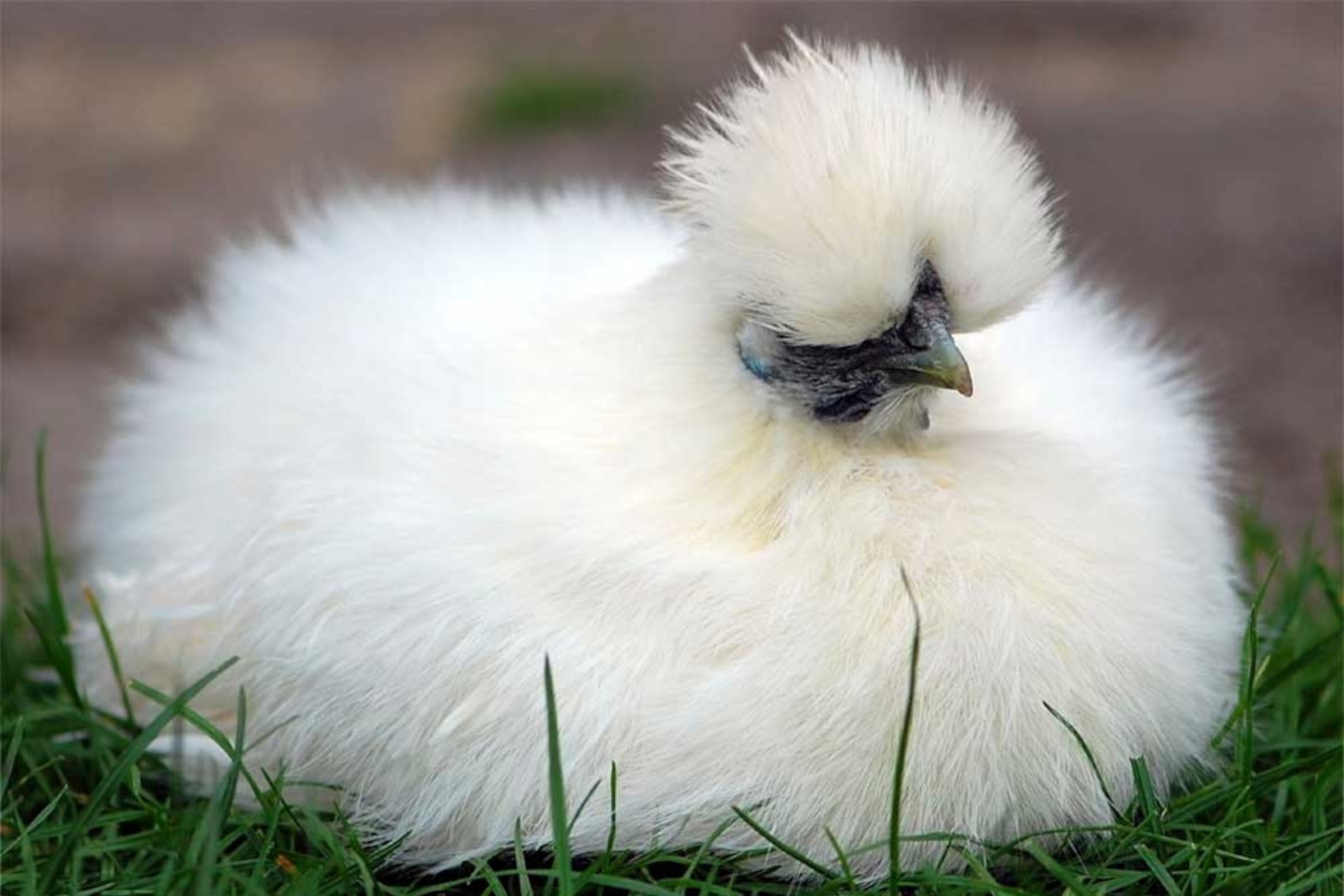 Bringing out the birder in your child