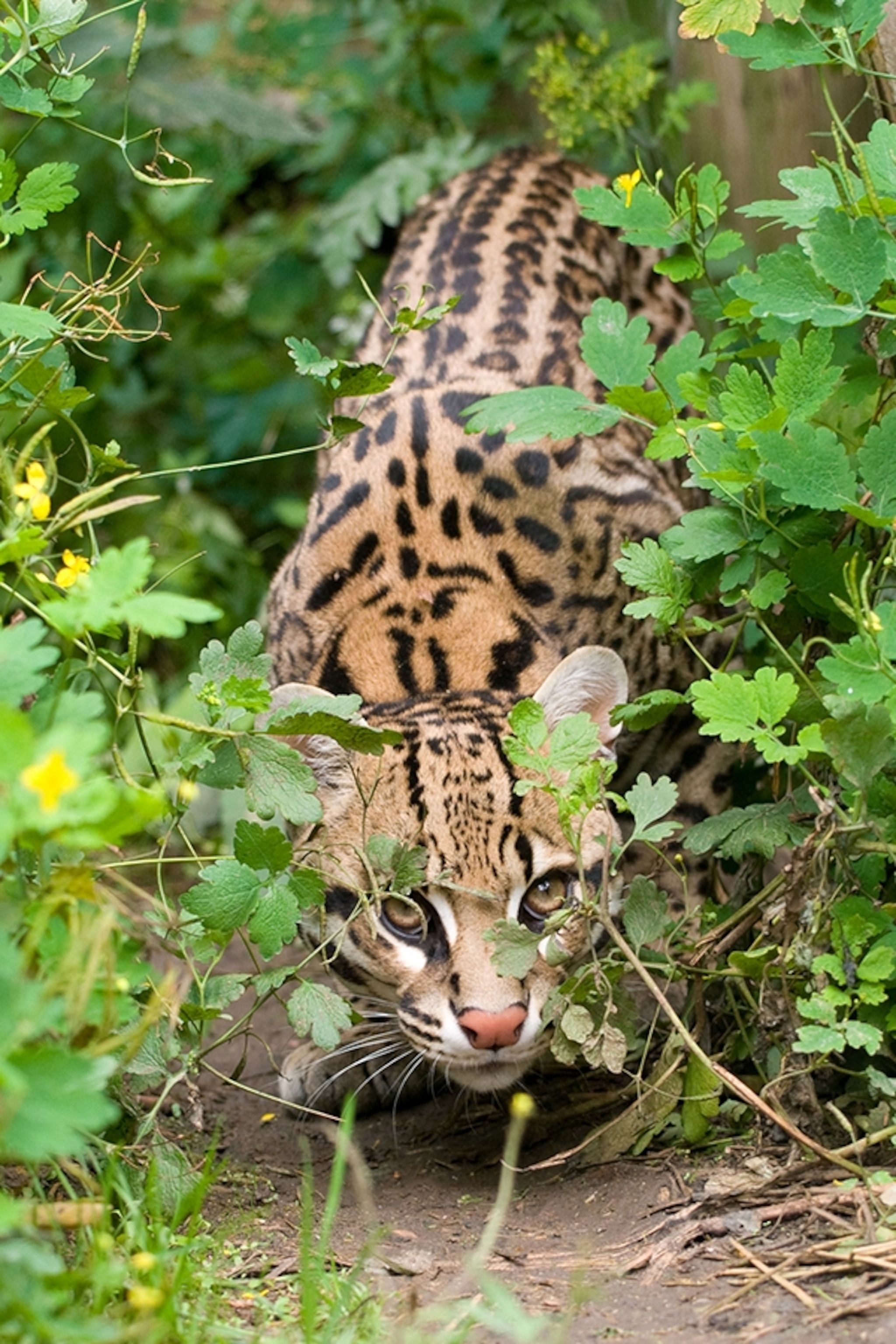 What Is A Ocelots Behavior