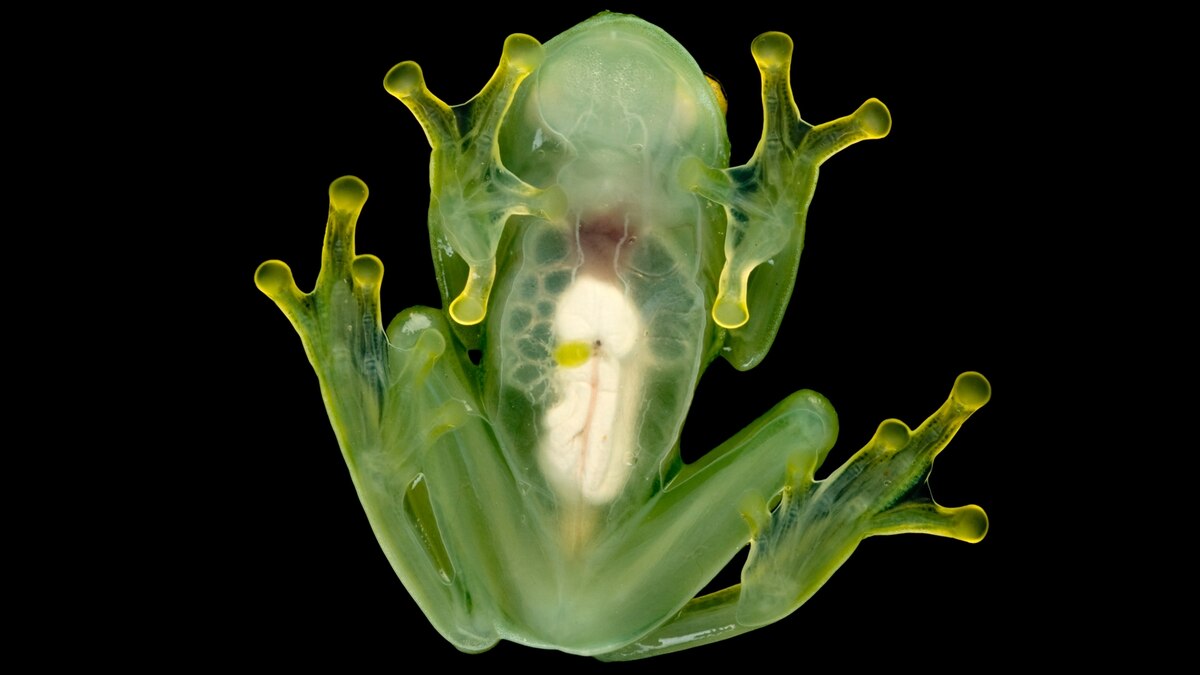 Moment of Huh? | National Geographic Kids