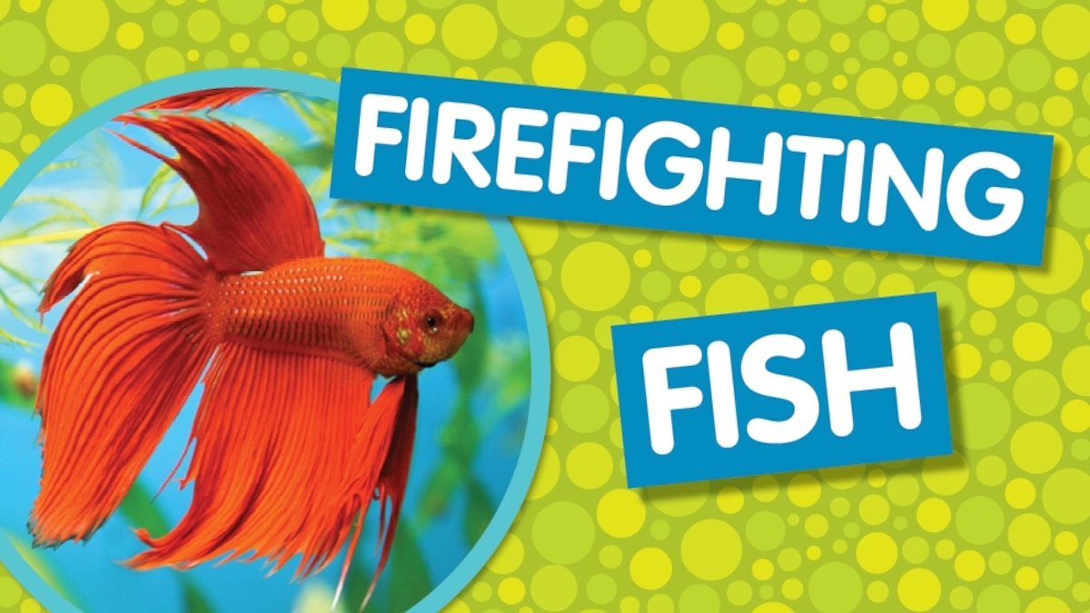 Amazing Animals: Firefighting Fish