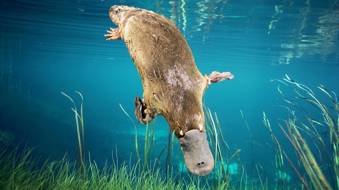 Platypus Habitat Map For Kids Platypus Australia Baby, Children