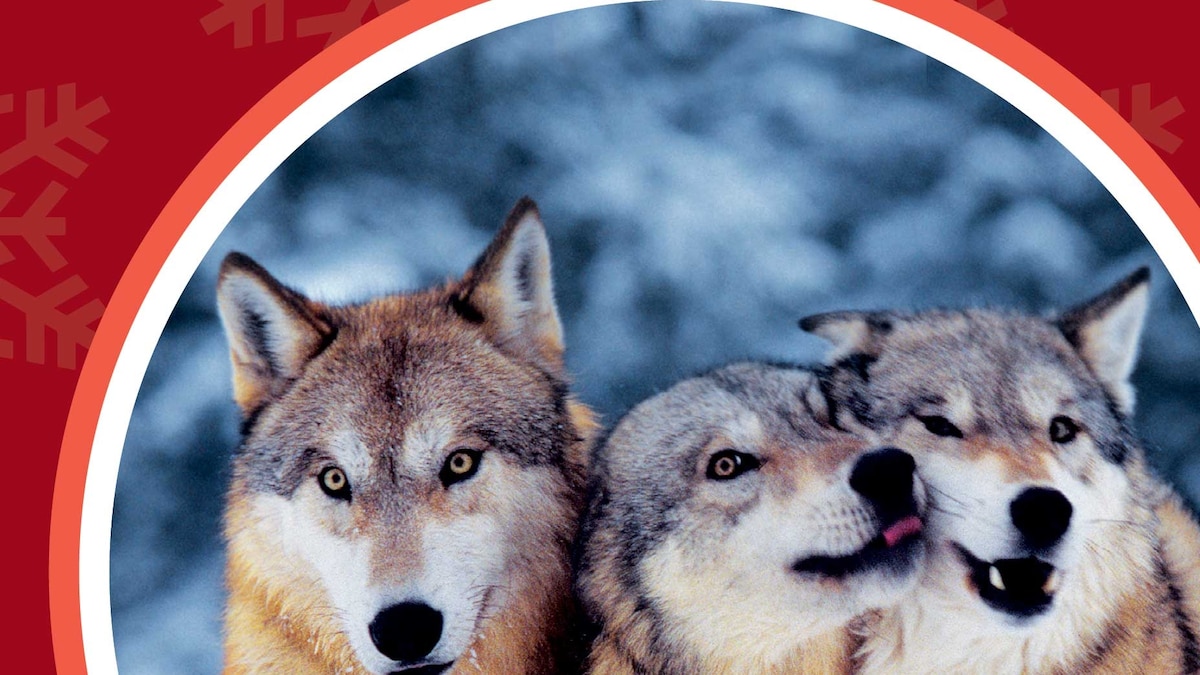 Mission Animal Rescue