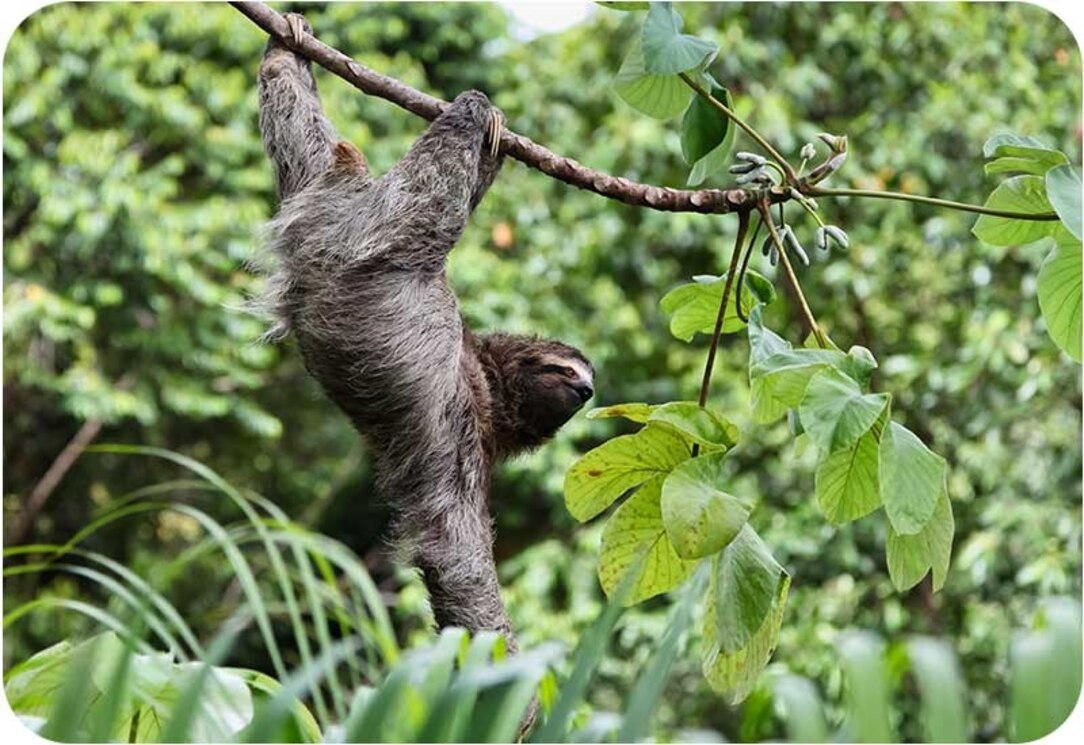 The Sloth Conservation Foundation - Look at this beautiful three ...