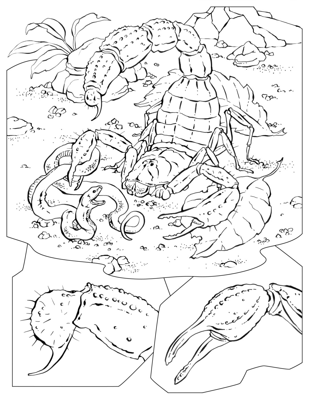 printable coloring pages national geographic