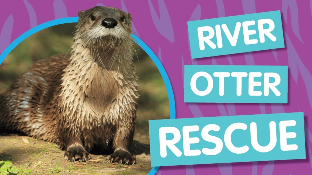 Amazing Animals: River Otter Rescue | National Geographic Kids