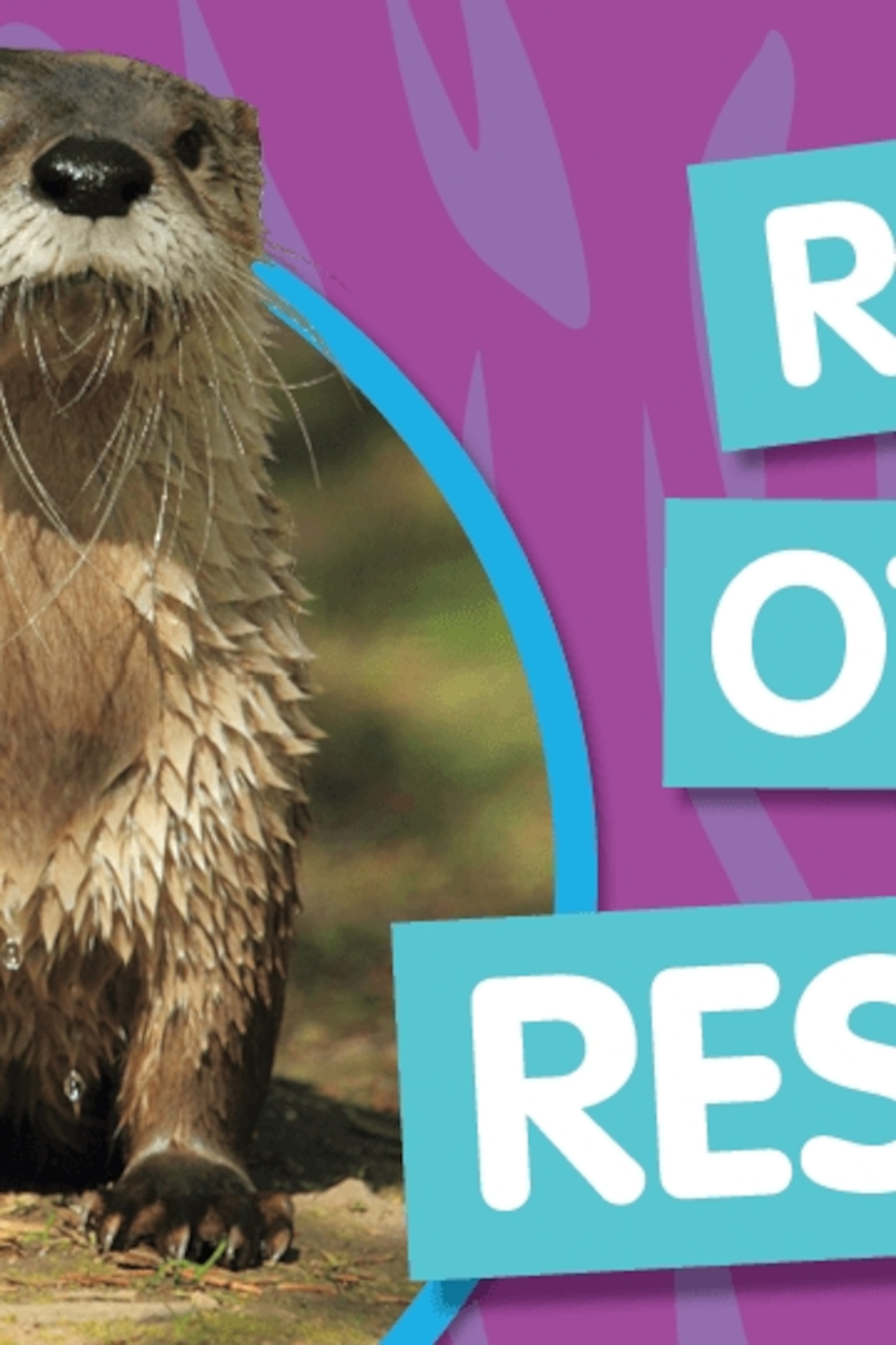 River Otter Rescue Forms The New Litter Of The Giant River Otter In