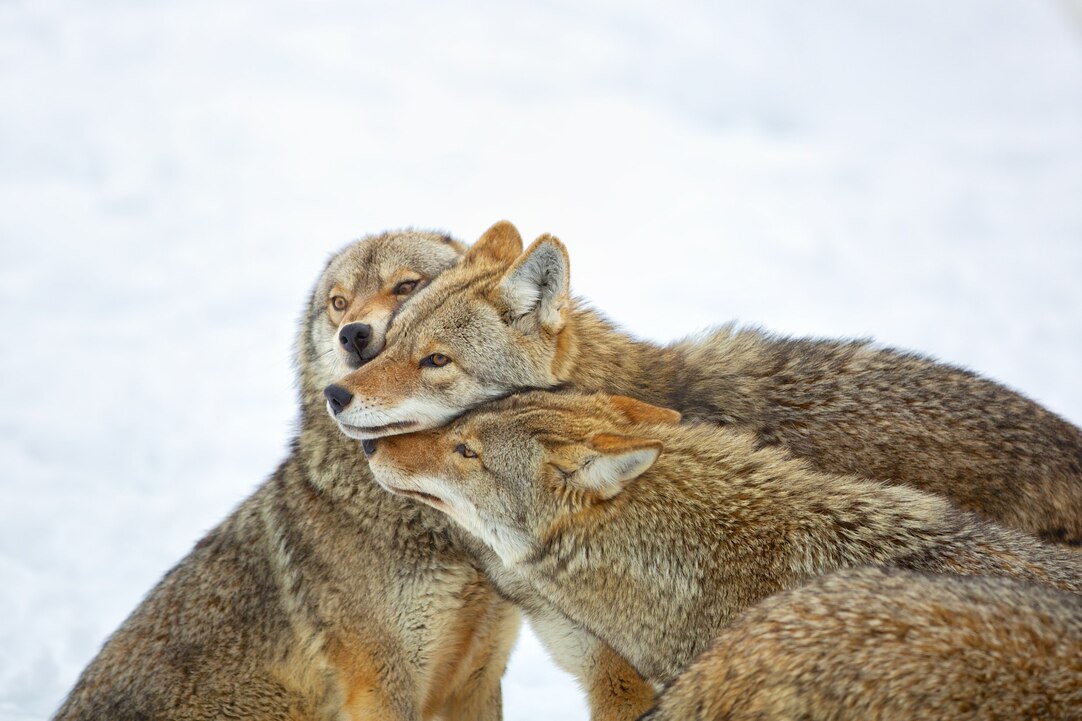 Coyote Life Cycle Pictures