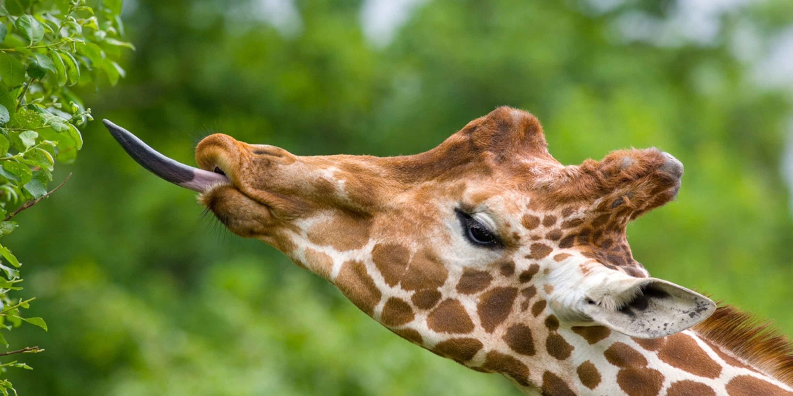 Giraffe Close Up Eating