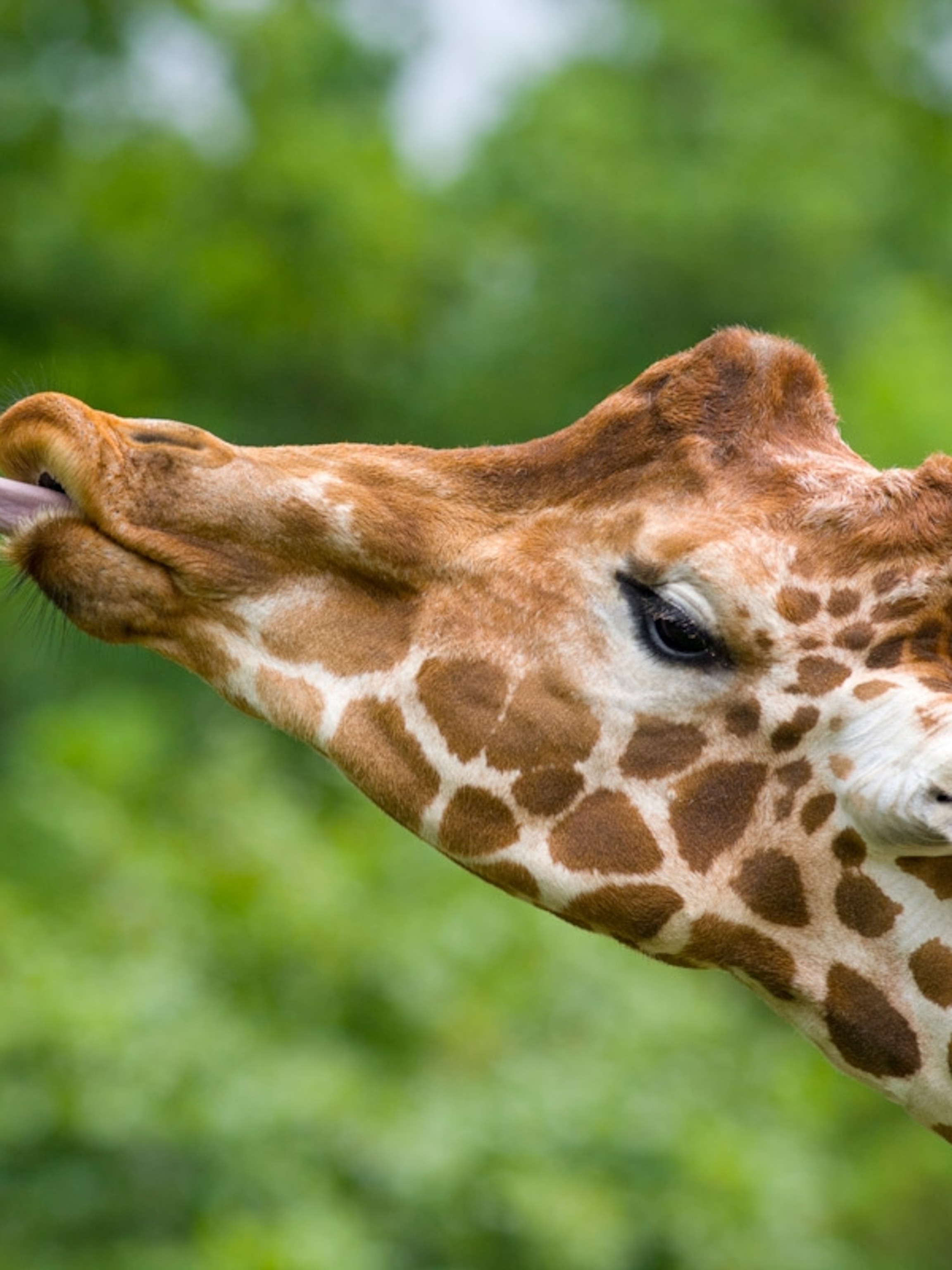 Giraffe Wild Animals