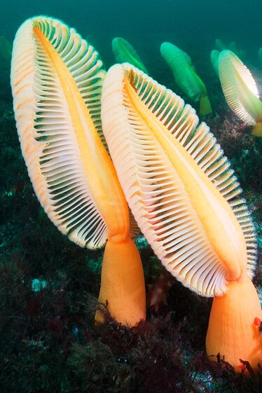 Sea Pen Bioluminescence