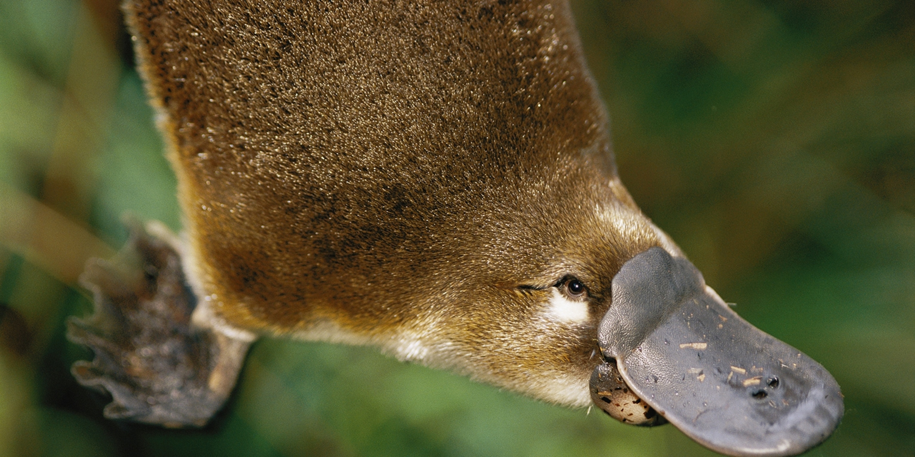 The Marvelous Duck-Billed Platypus: A Living Fossil – New and Tips