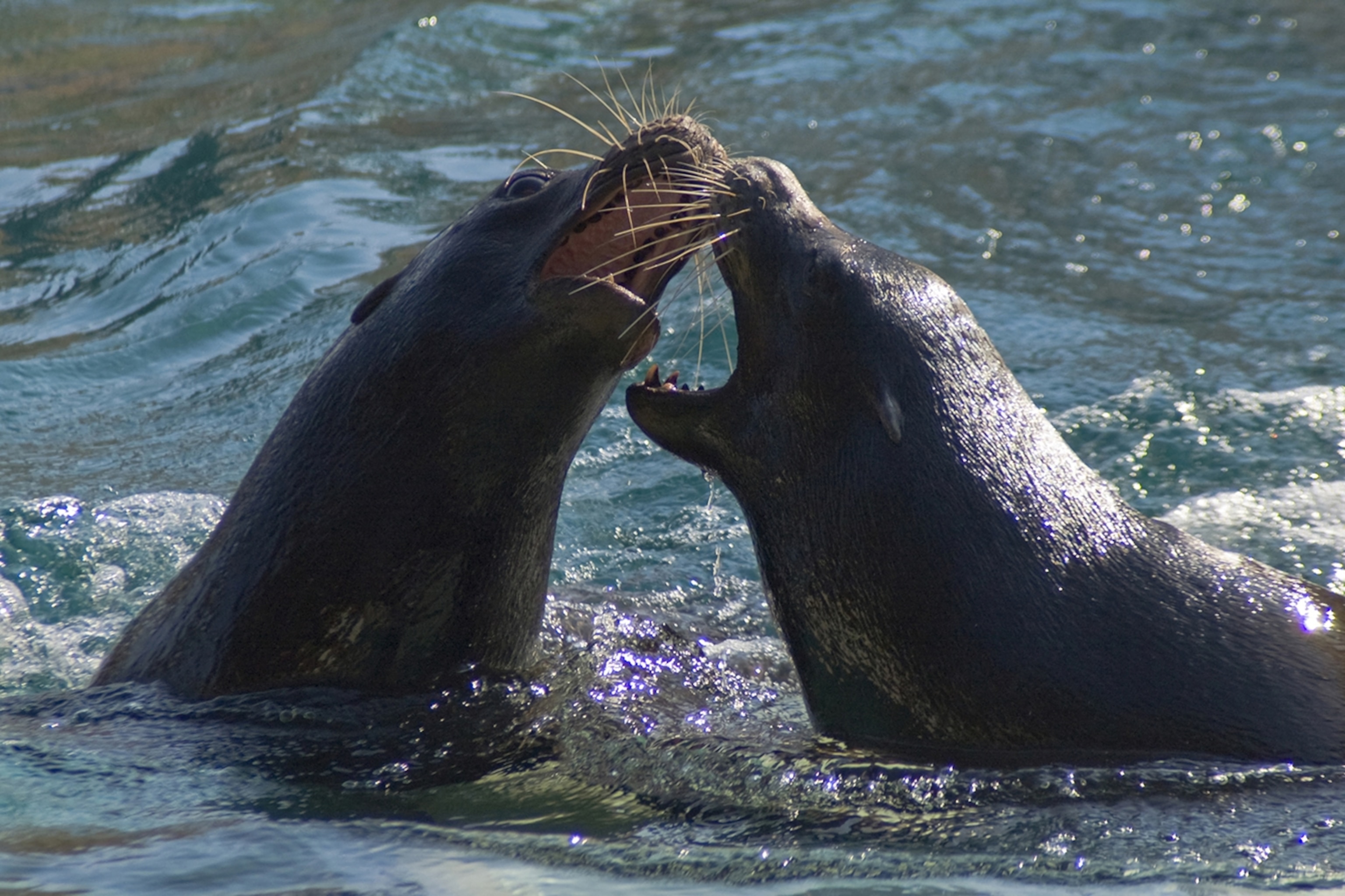 Sea Lion Teeth
