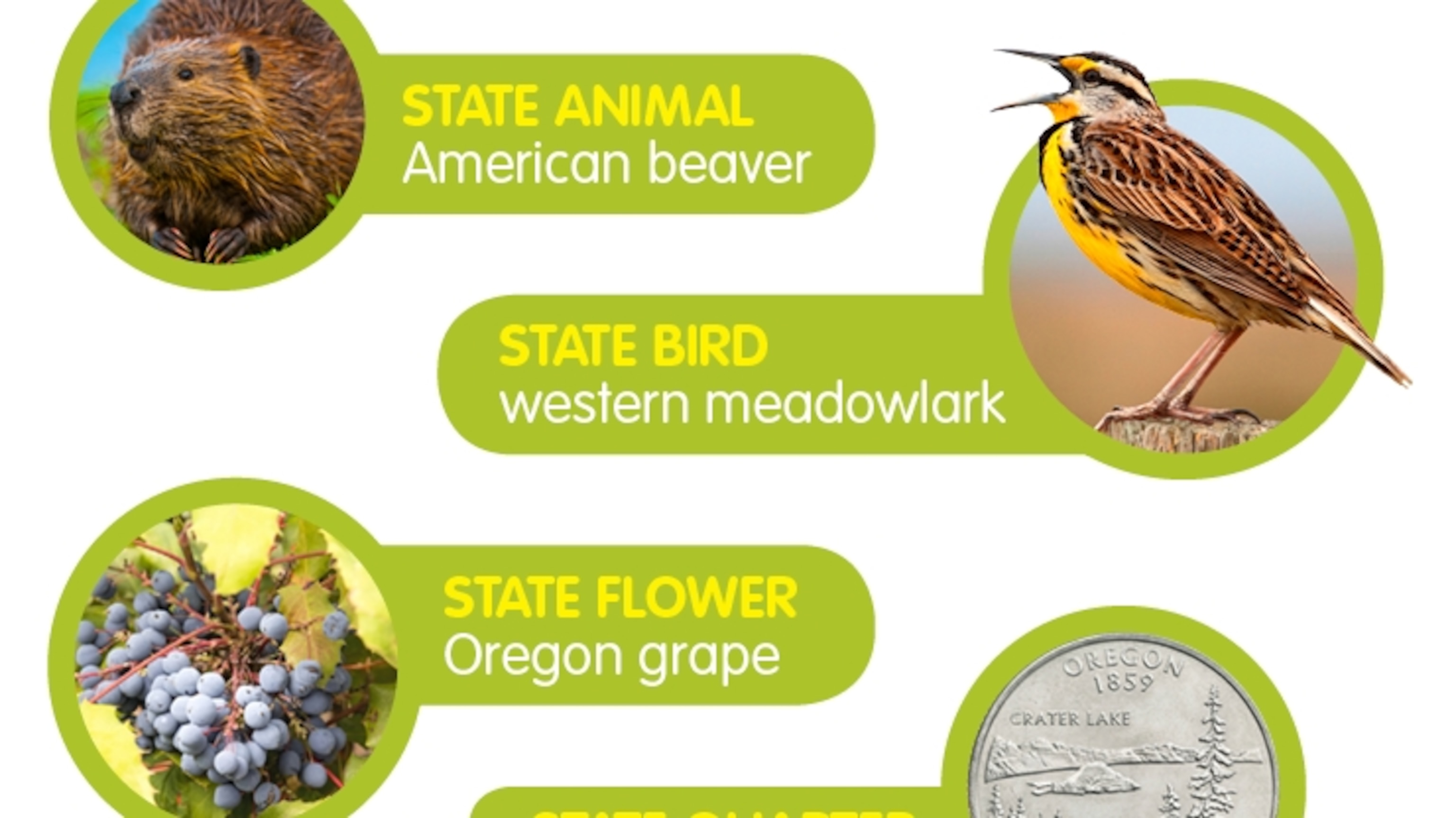 Oregon State Symbols Fun Facts Photos Visitor Info Arizona Fun