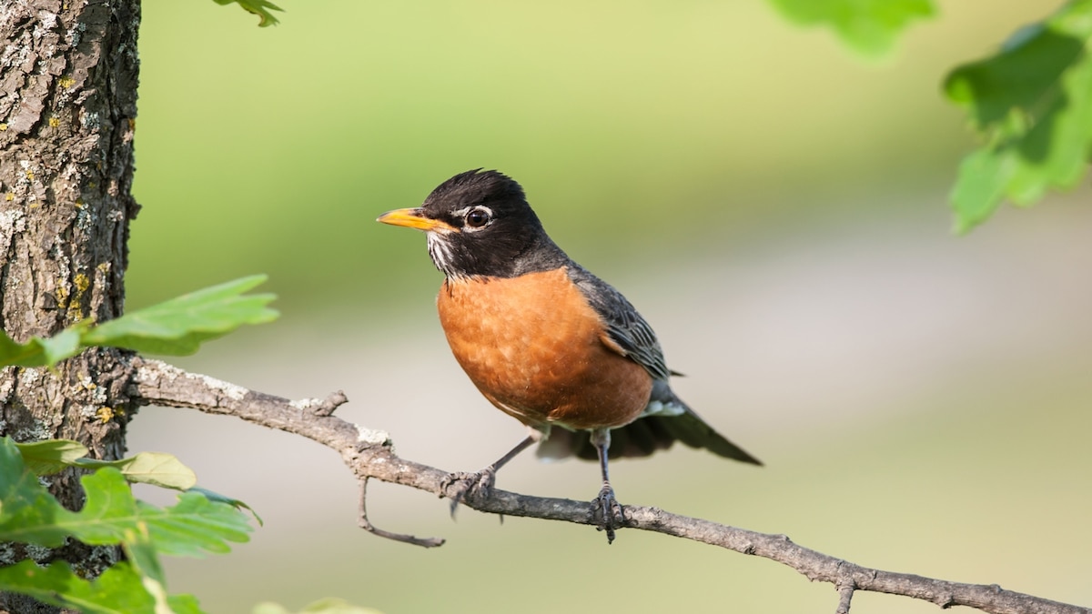 American Robin | National Geographic Kids