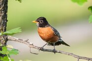 What Do Robins Eat What Do Robins Eat