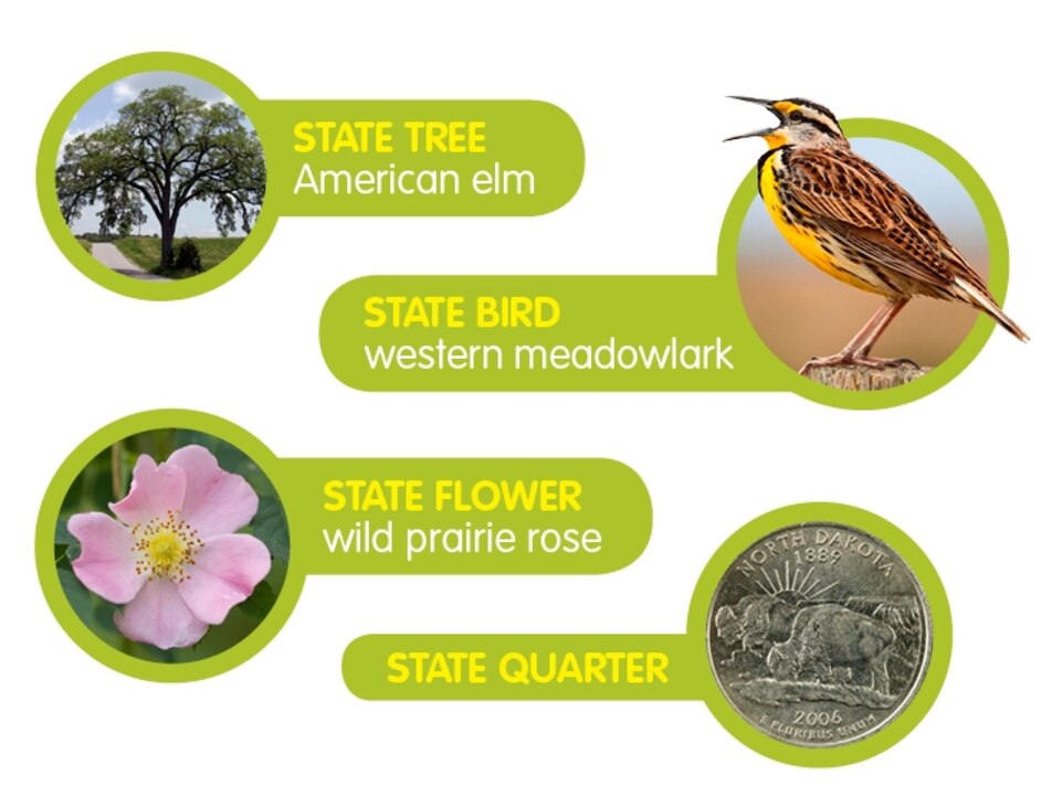 South Dakota State Flower Tree