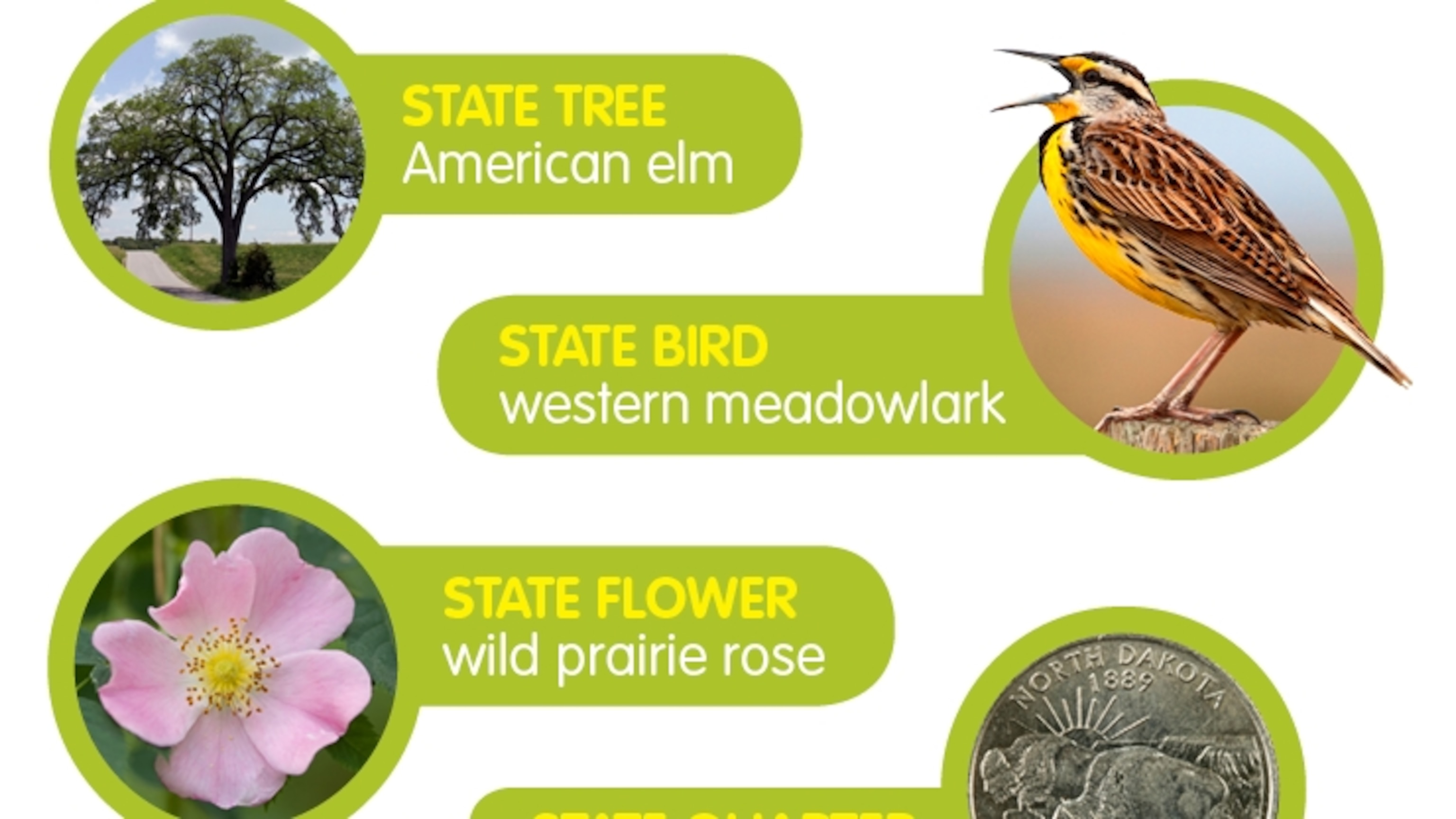 North Dakota Flower And Bird | Best Flower Site