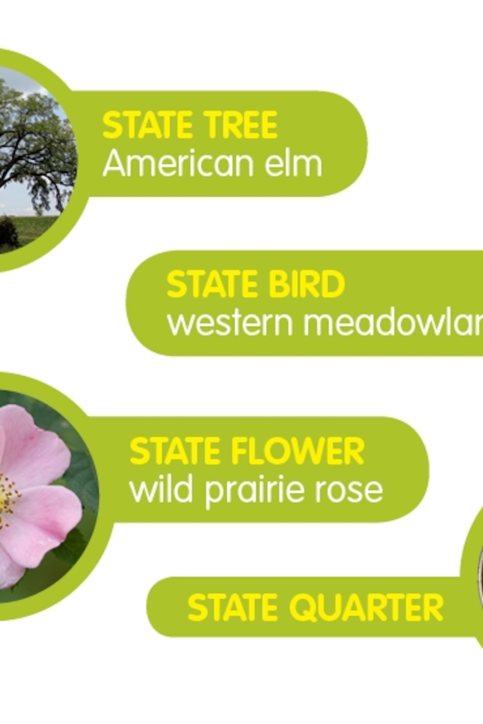 North Dakota State Flower Facts | Best Flower Site