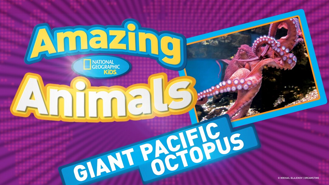 Octopus Photos For Kids