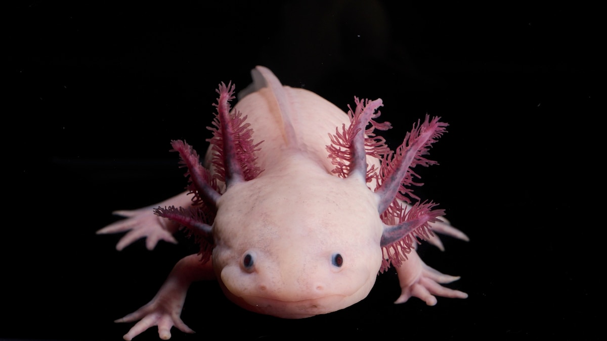 Axolotl National Geographic Kids