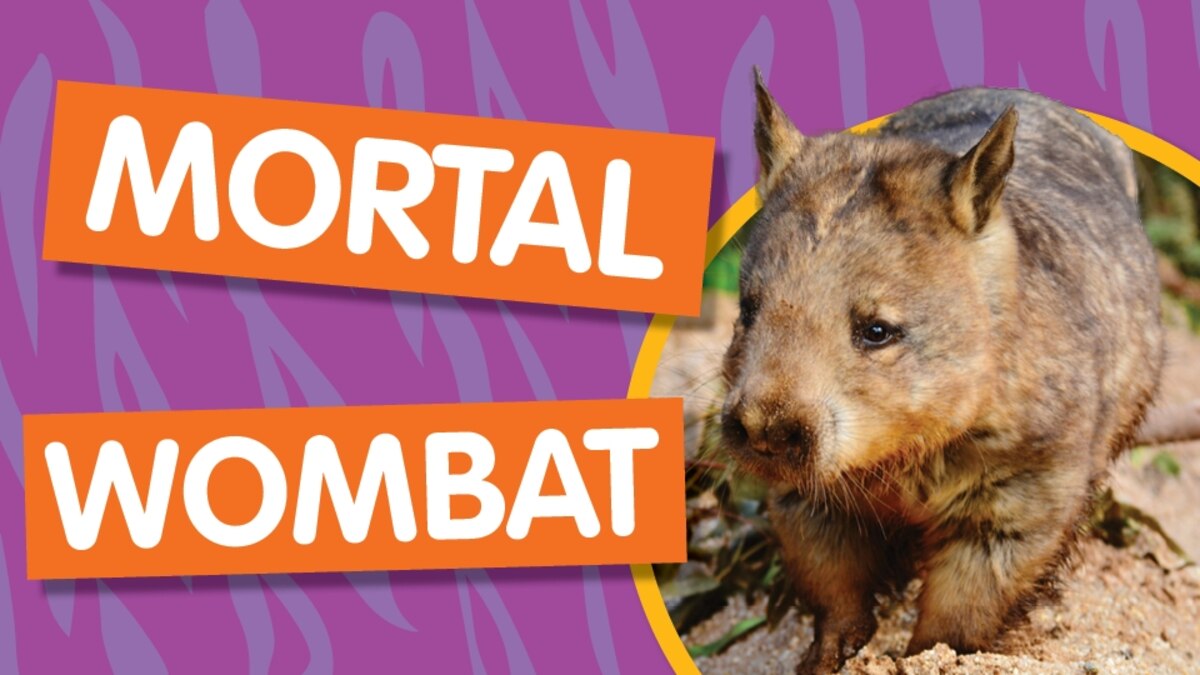 Amazing Animals: Mortal Wombat