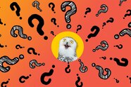 Trivia And Online Trivia Games For Your Mind HoyeseSpecial