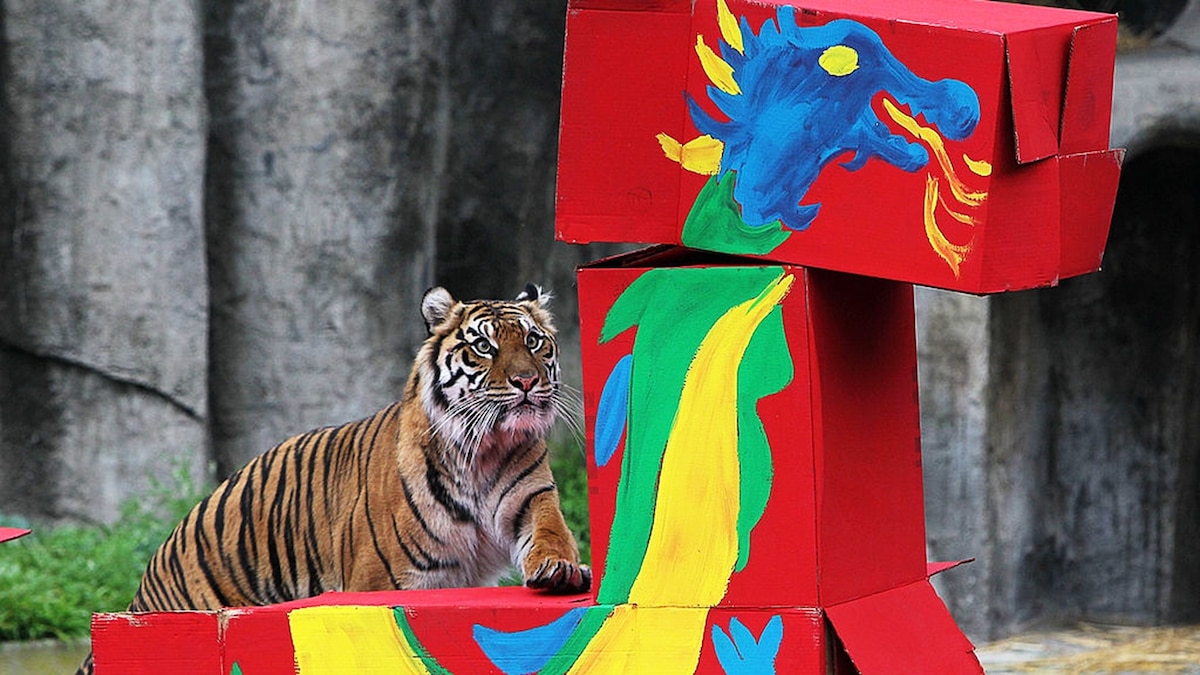 Wacky Weekend: Zany Zoo Fun