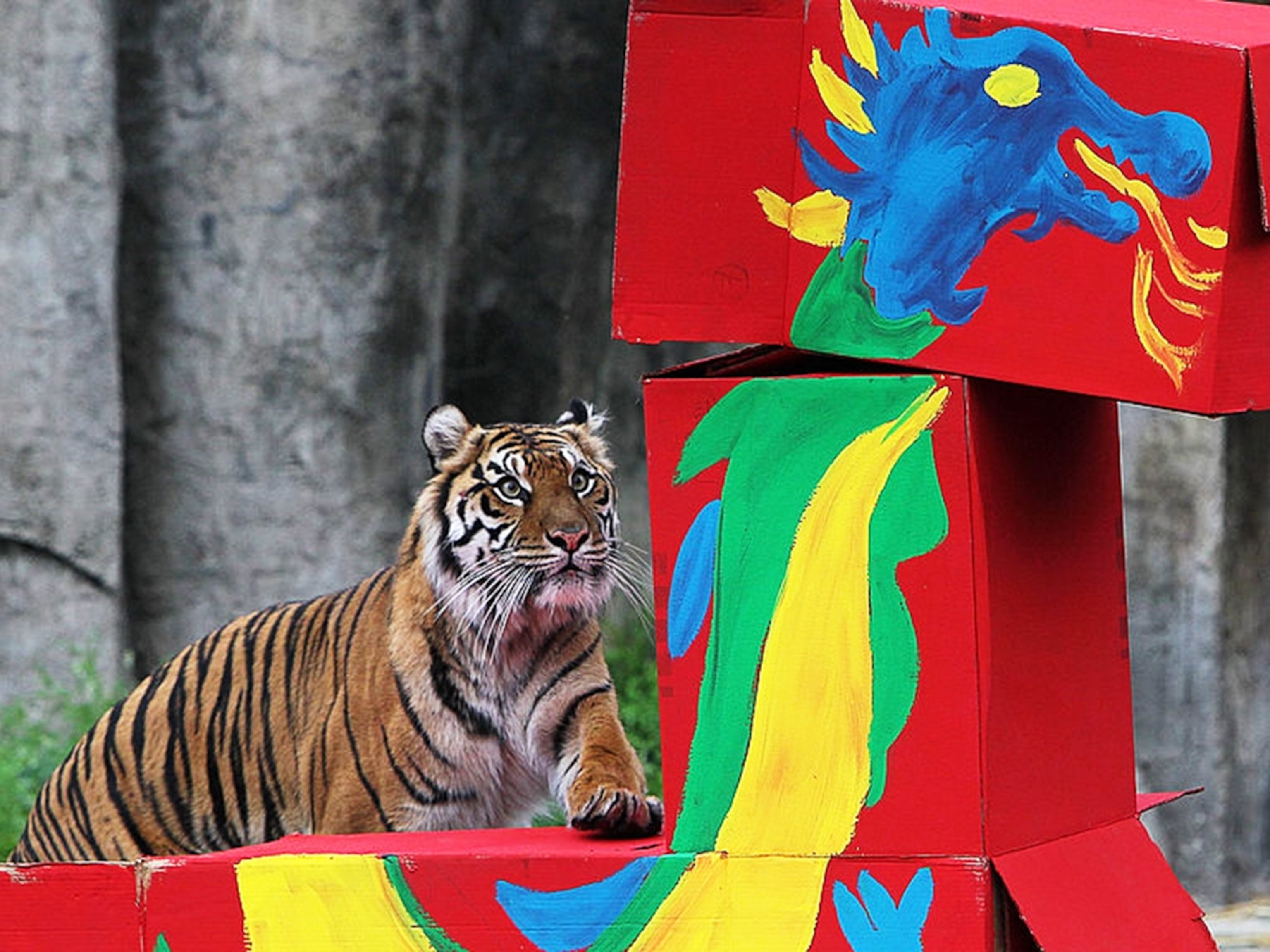 Funny Zoo Animals Images