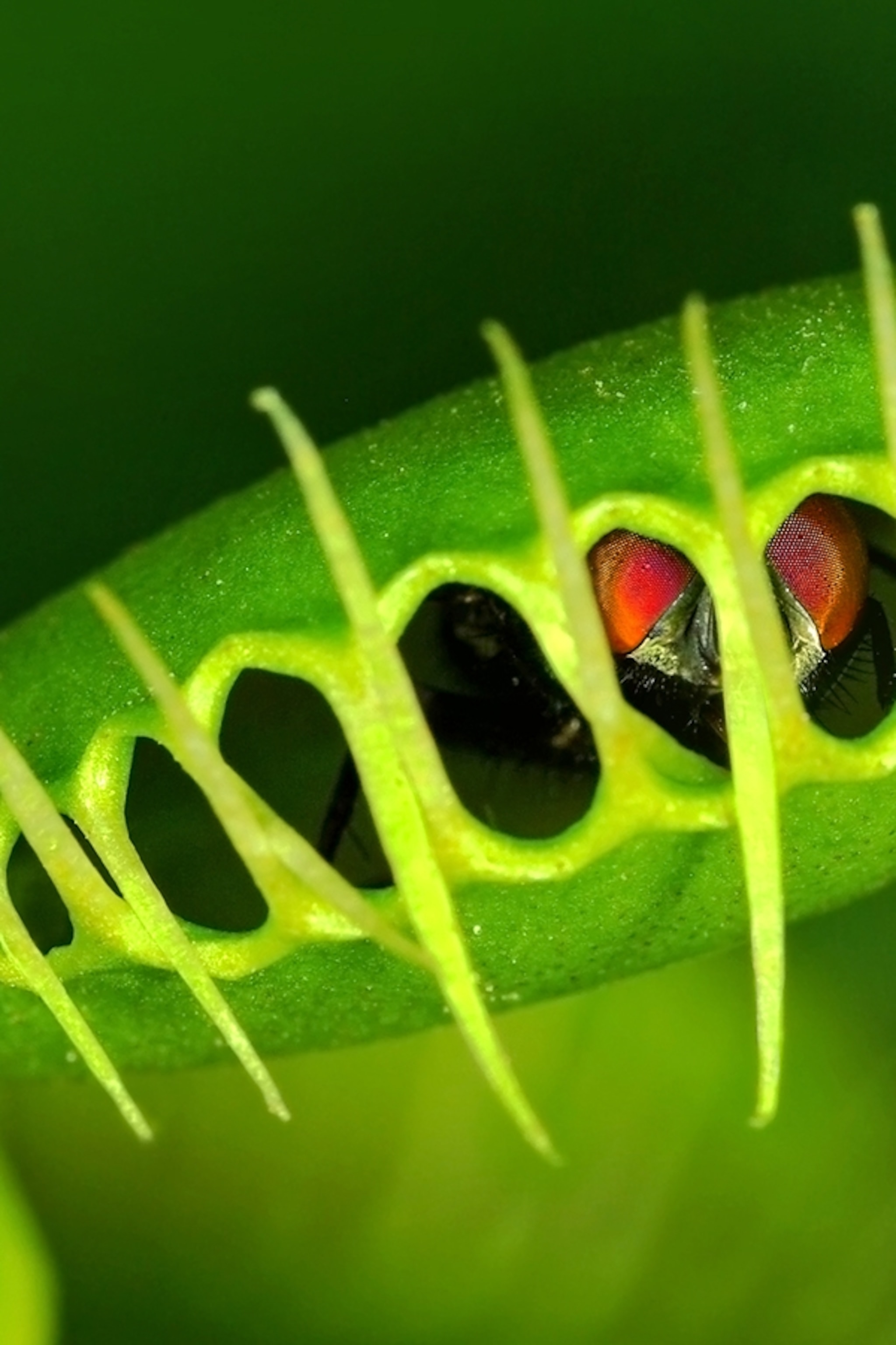 Venus Flytrap Eating A Frog Venus Fly Trap With A Swing And A Miss.