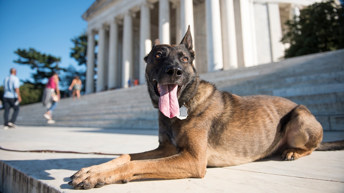 Doggy Defenders: Tiger the Police Dog | National Geographic Kids