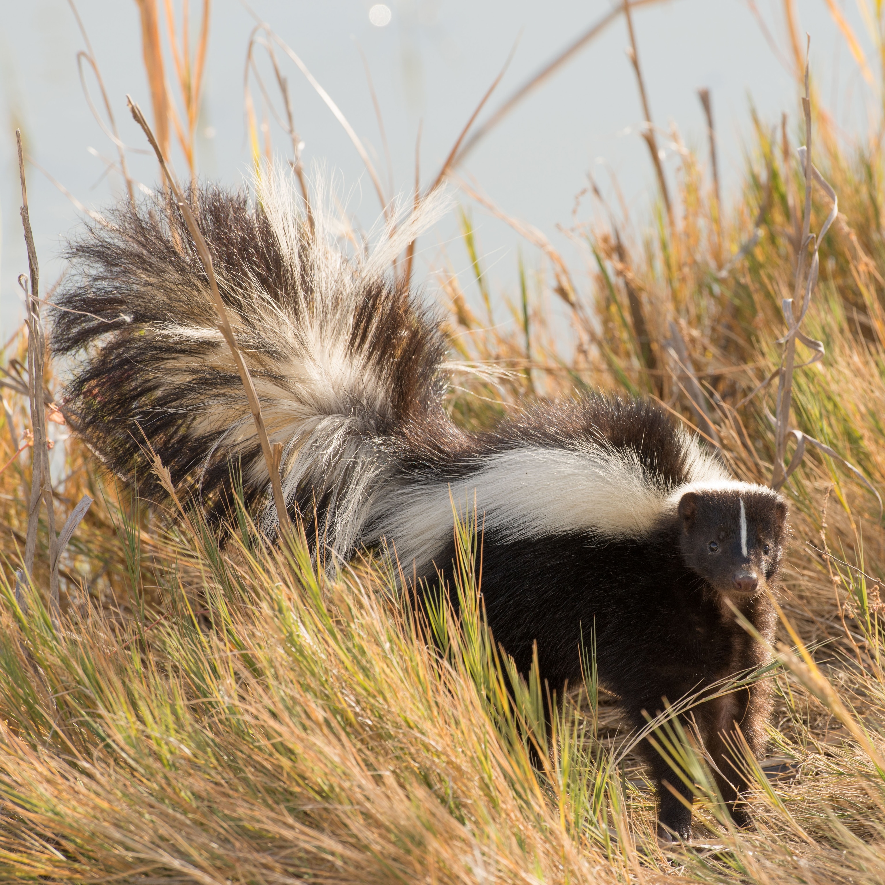 Skunks Spraying People