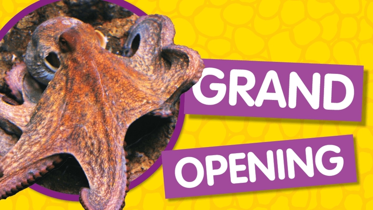 Amazing Animals: Grand Opening | National Geographic Kids