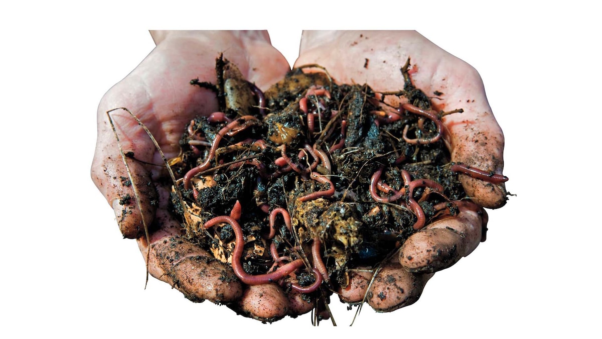 Make a compost | National Geographic Kids