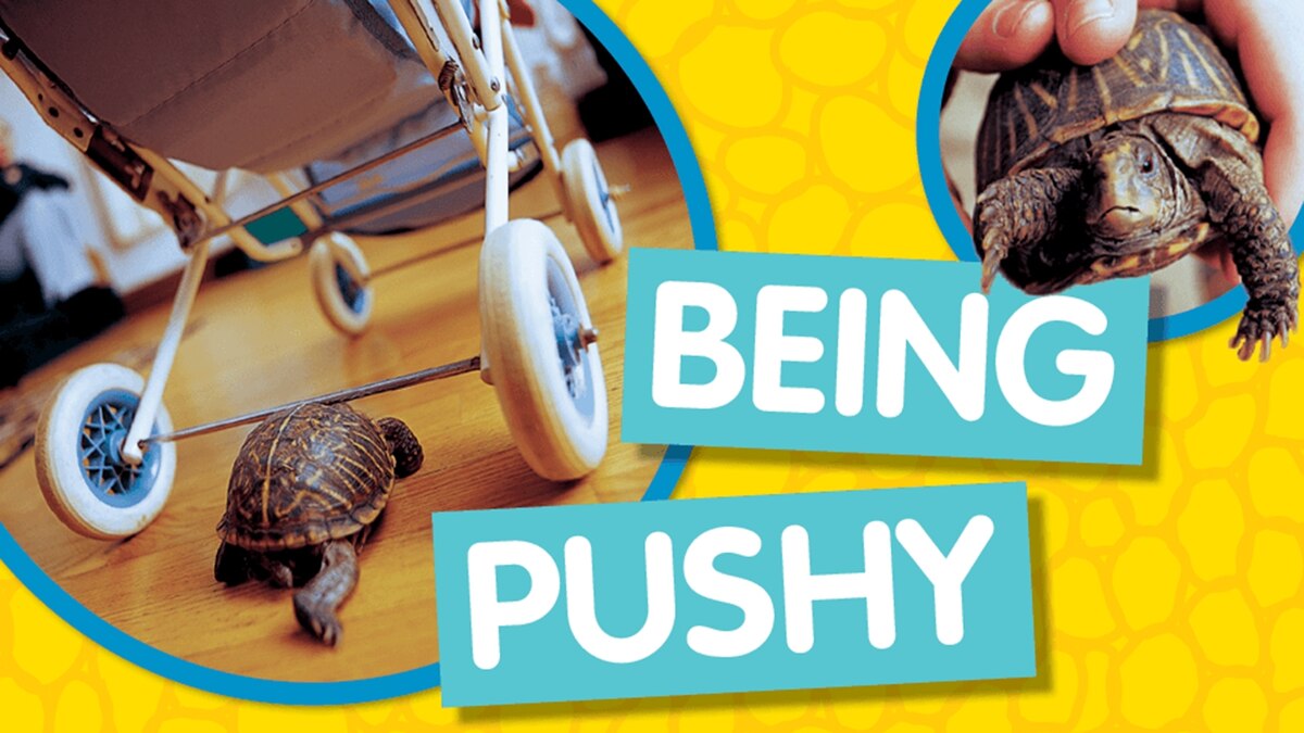 Amazing Animals: Being Pushy