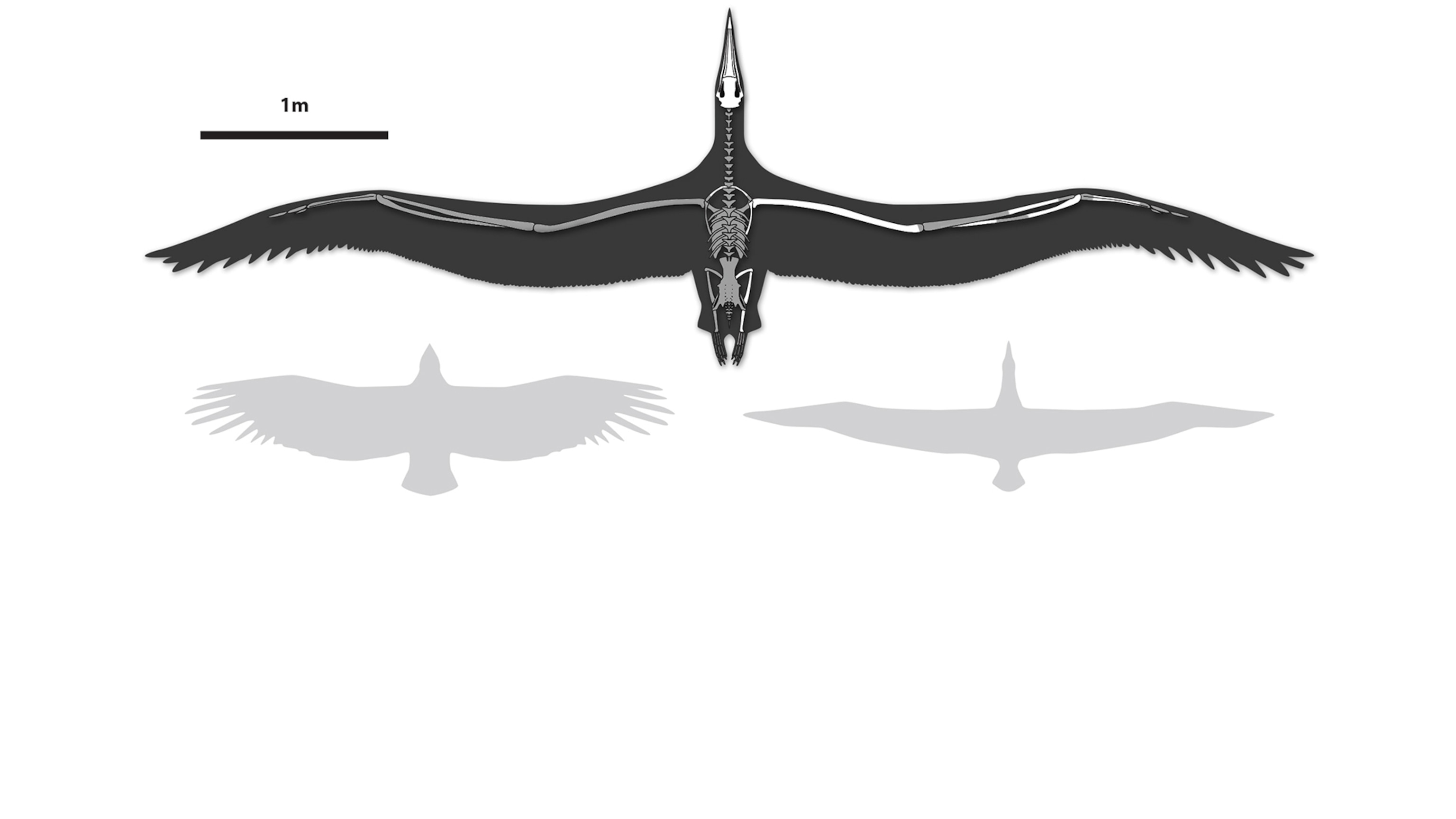 The Biggest Bird In The World Today