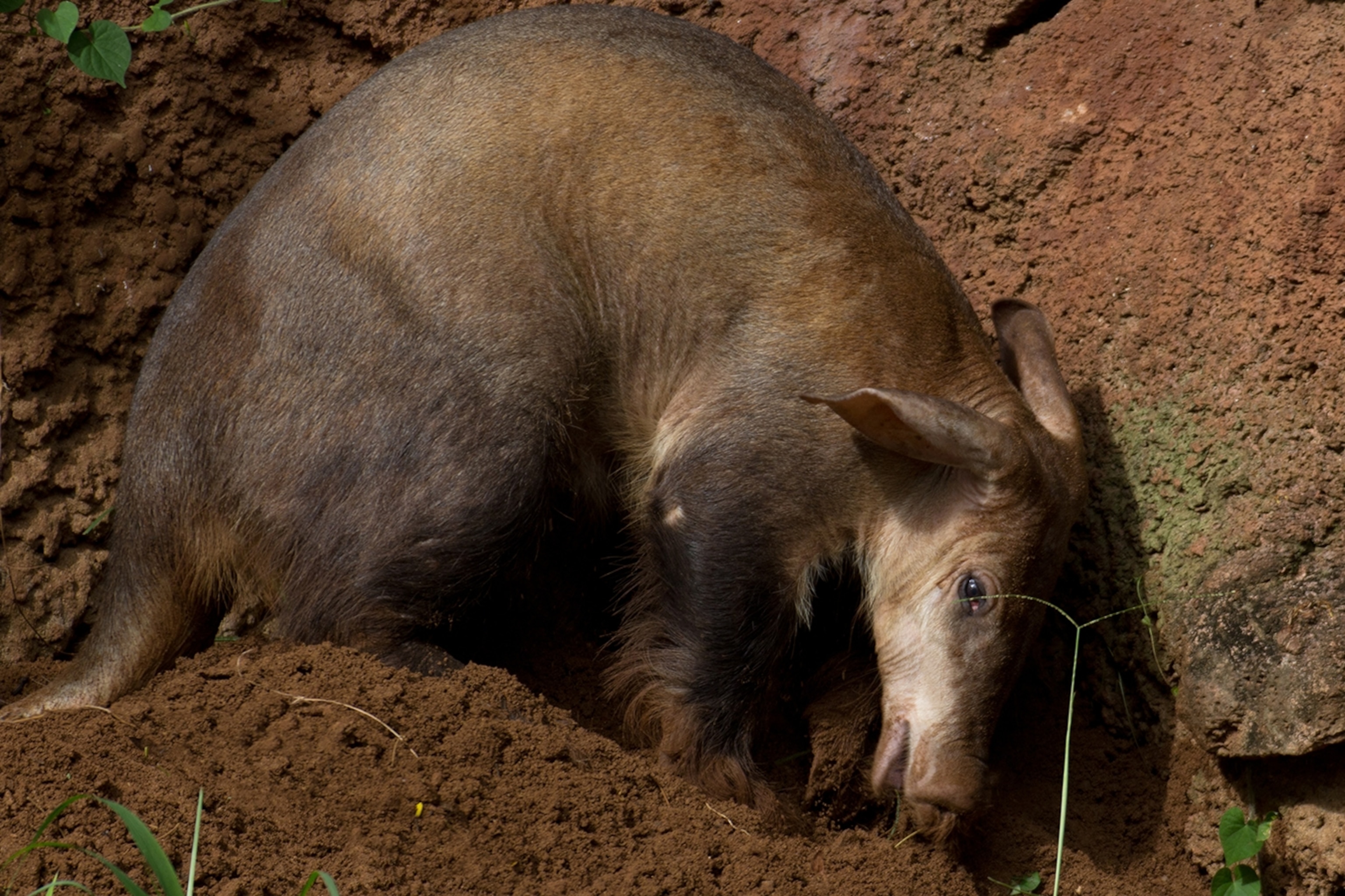 O Que E Aardvark O ANIMAL Mais LINGUARUDO Do MUNDO | Wildboppre