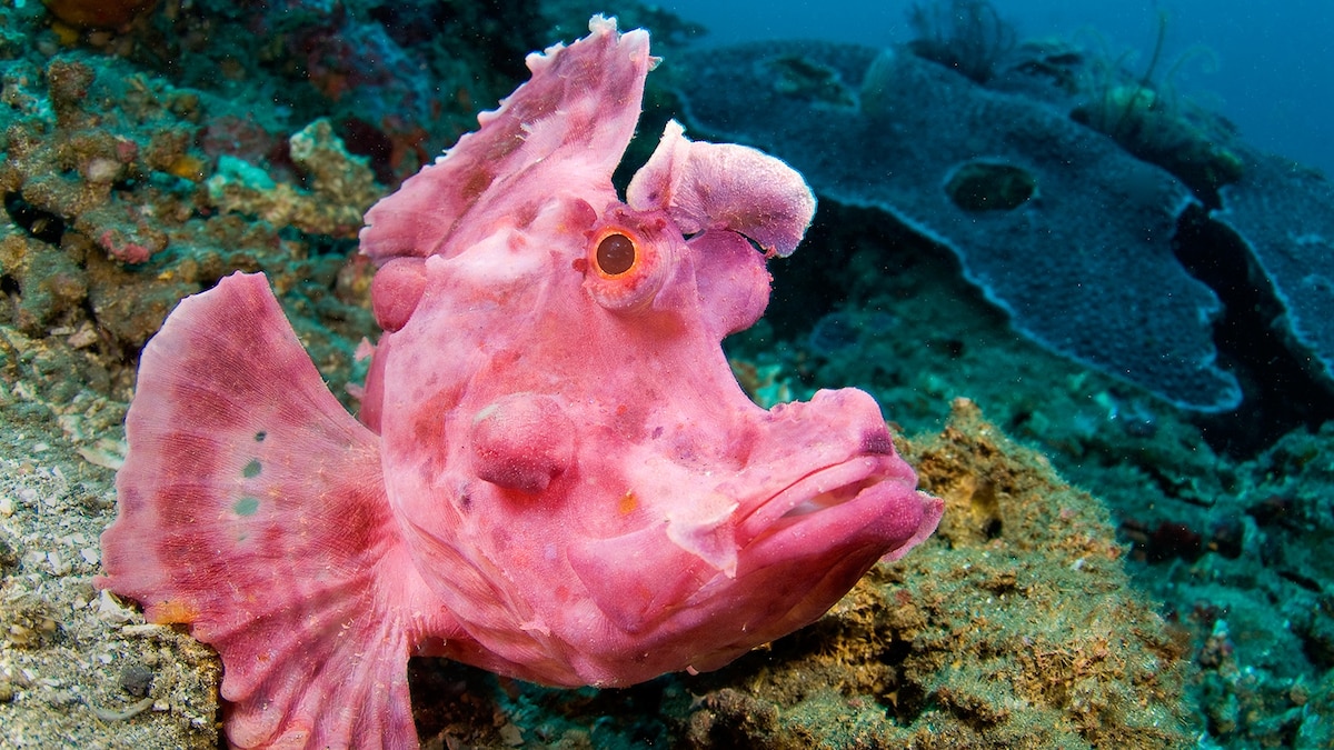 Wacky Weekend: Freaky Sea Creatures | National Geographic Kids