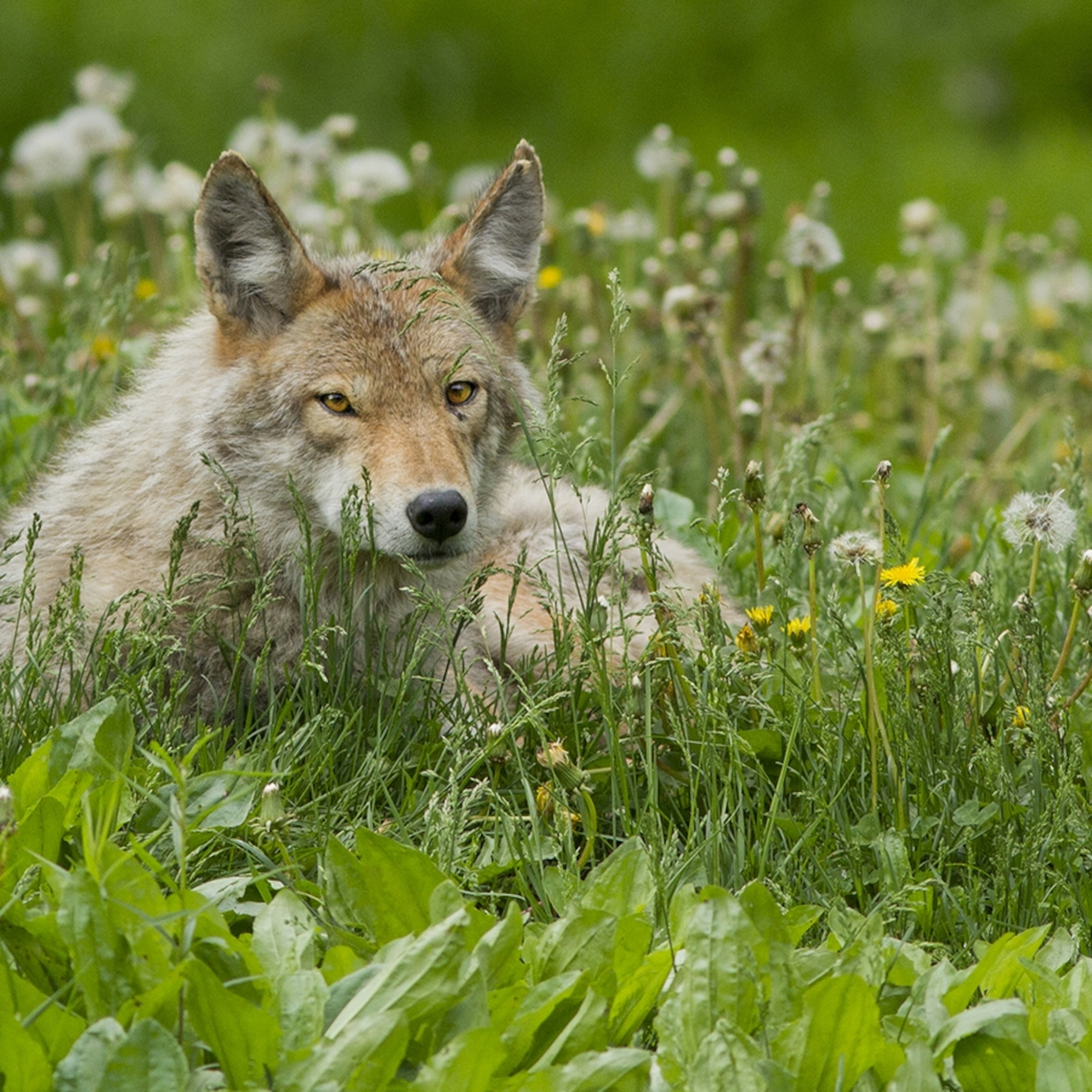 Coyote Life Cycle Pictures