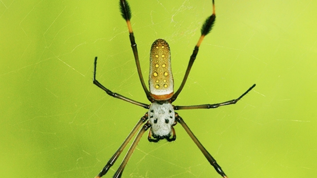 Male Spiders Give "Back Rubs" to Seduce Their Mates | National Geographic