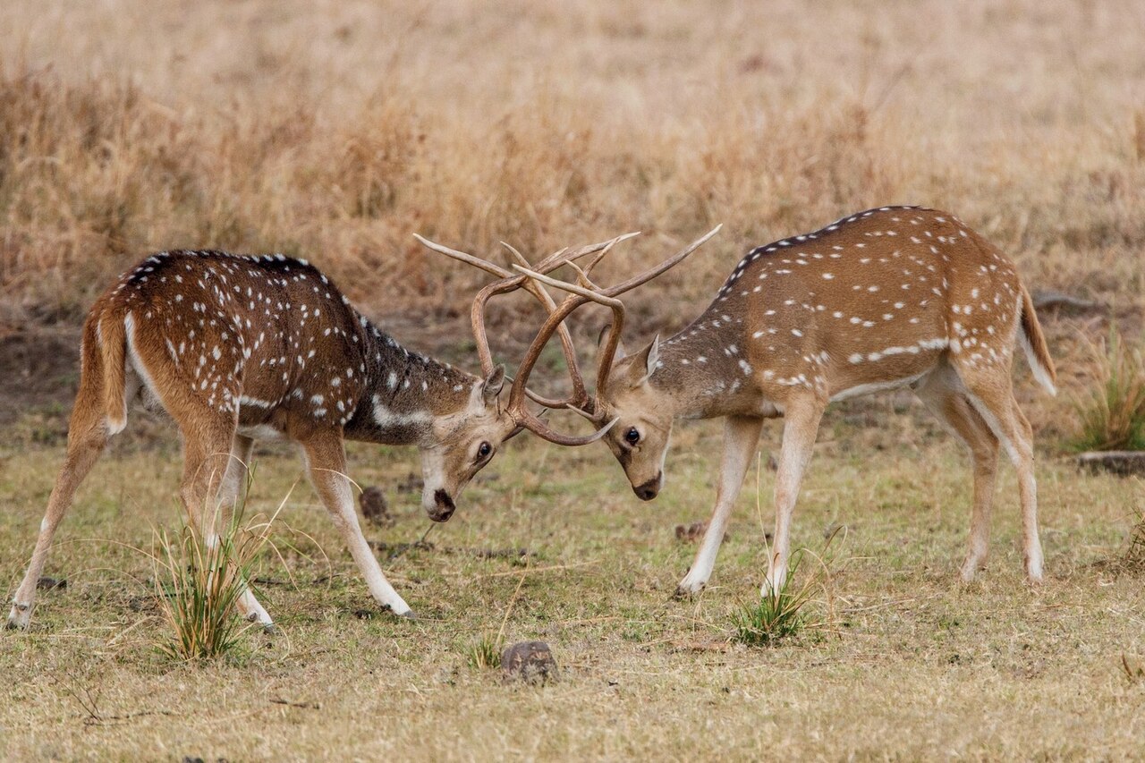 6 sensational places to see wildlife in India / Greenstories