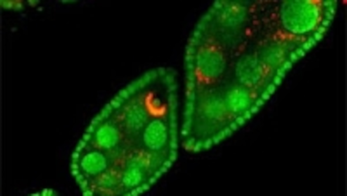 One Year. 365 Parasites | National Geographic