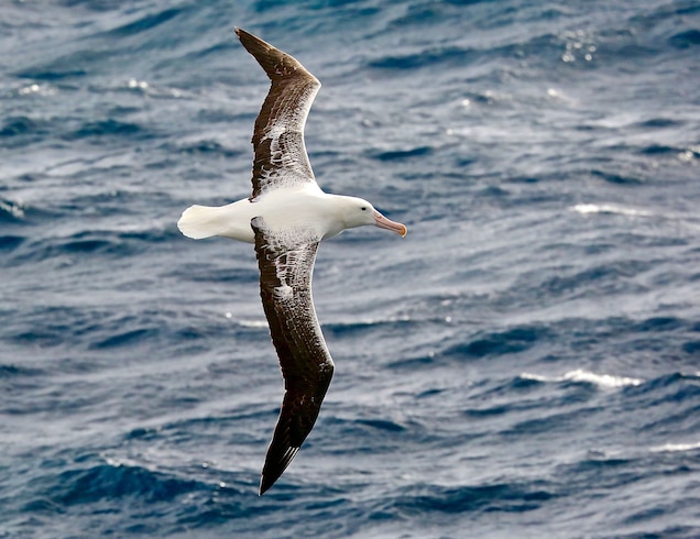 Wandering Albatross Size Comparison