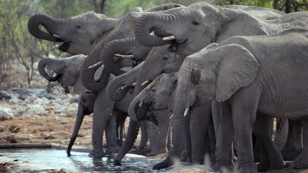 Bid to Revive Ivory Trade Fails | National Geographic