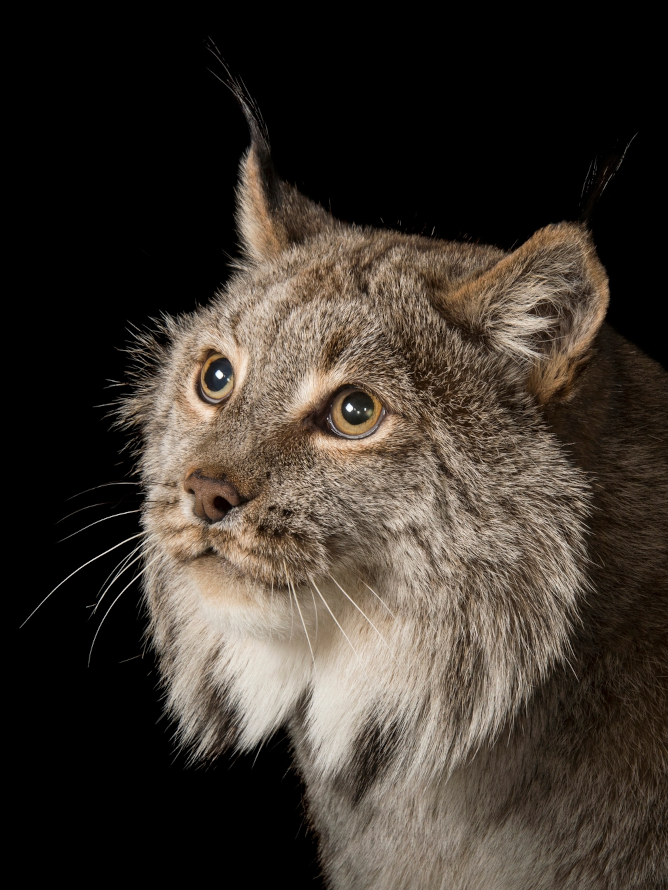 Canada Famous Animals